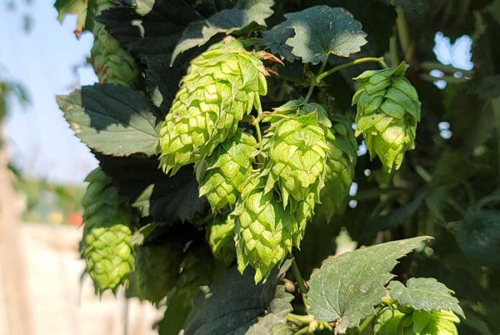 Alpha Hop Sales | Hop Supplier for craft beer breweries