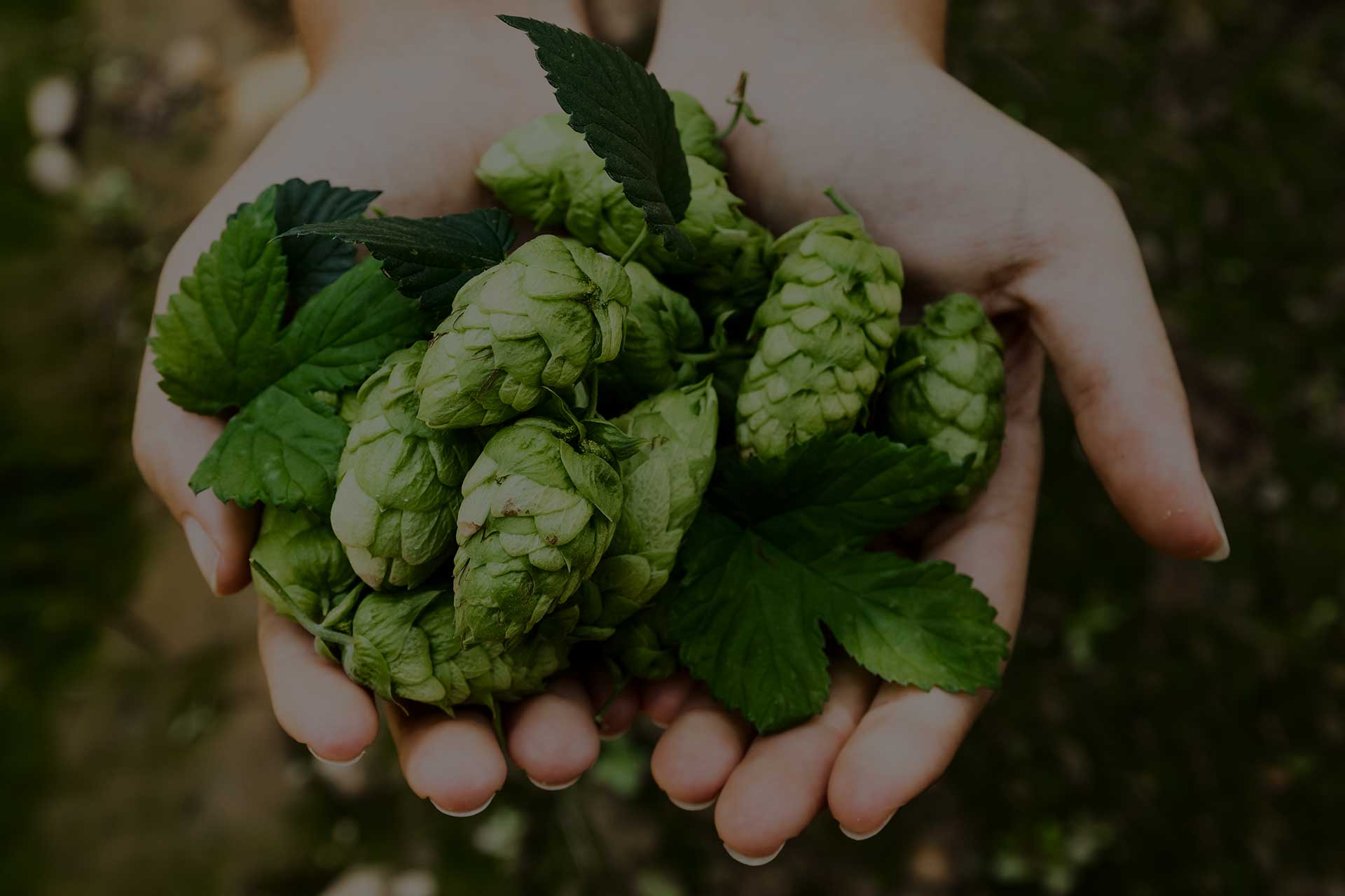 Alpha Hop Sales | Hop Supplier for craft beer breweries